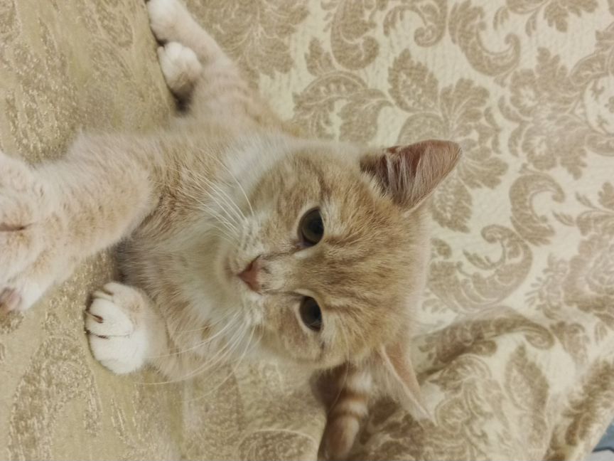 В добрые руки кота (подростка) и кошку (котëнок)