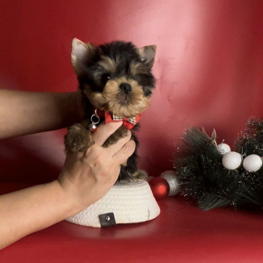 Йоркширский терьер, щенок