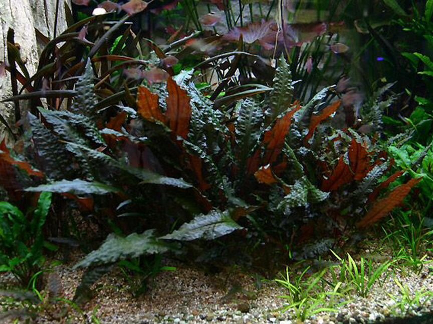 Криптокорина Вендта Ми Ойя (Cryptocoryne wendtii