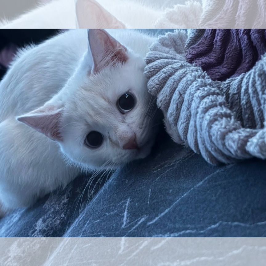 Котик Каспер