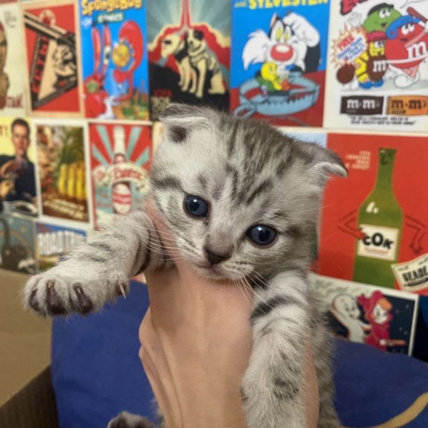 Шотландская