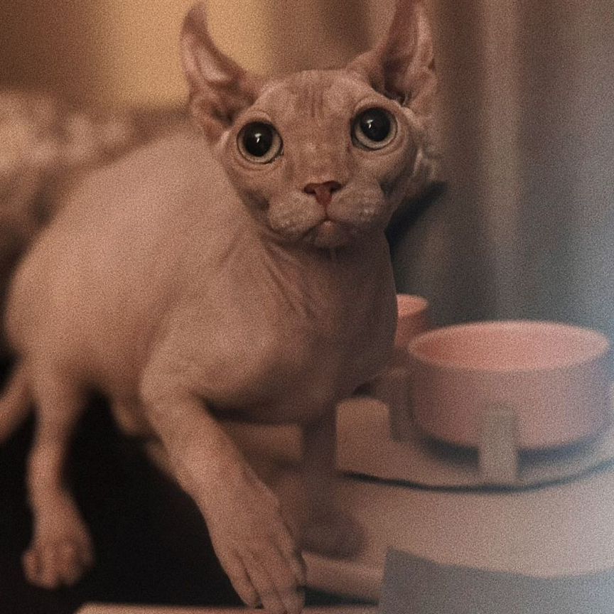 Котик сфинкс