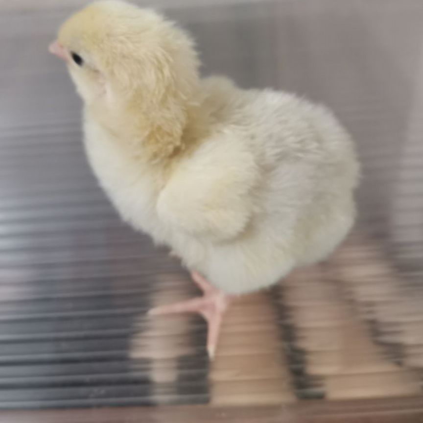 Цыплята породы виандот