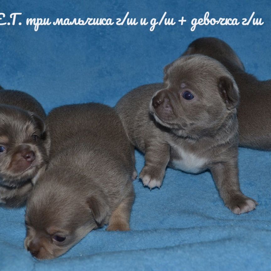 Карапузики