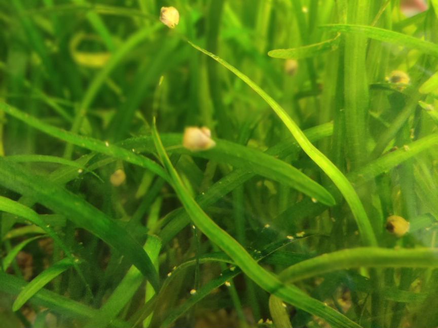 Ампулярии, валлиснерия