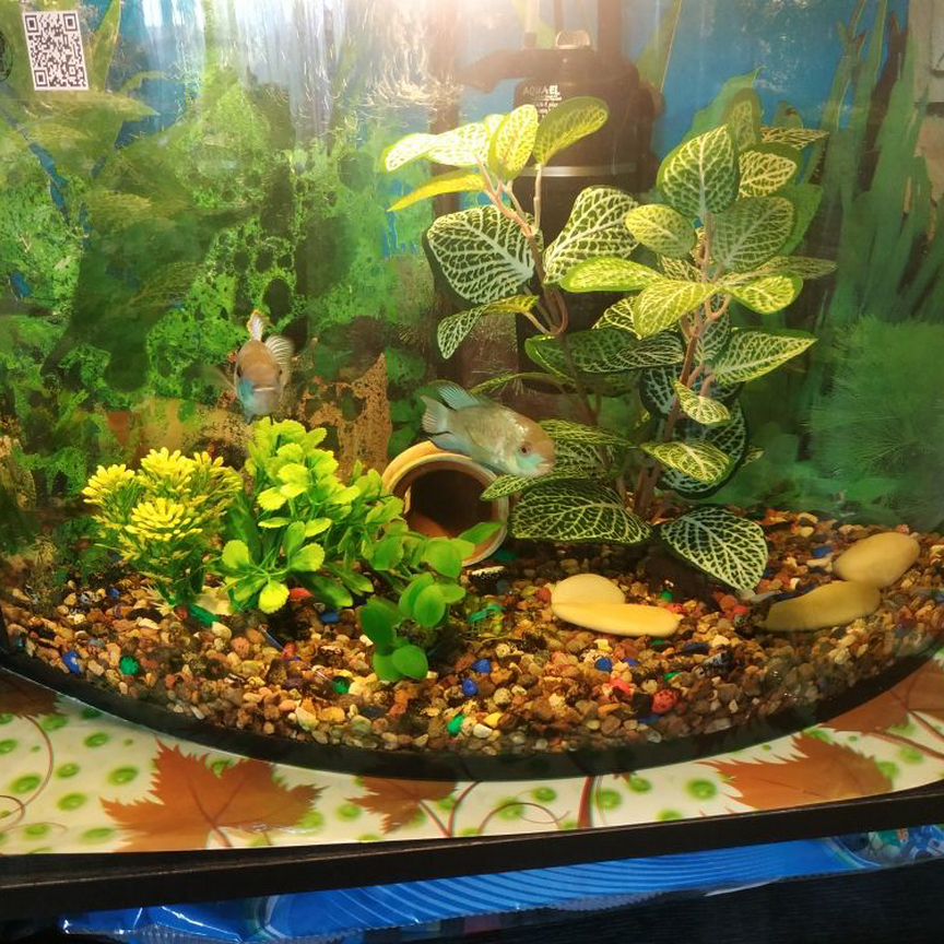 Аквариум с рыбками