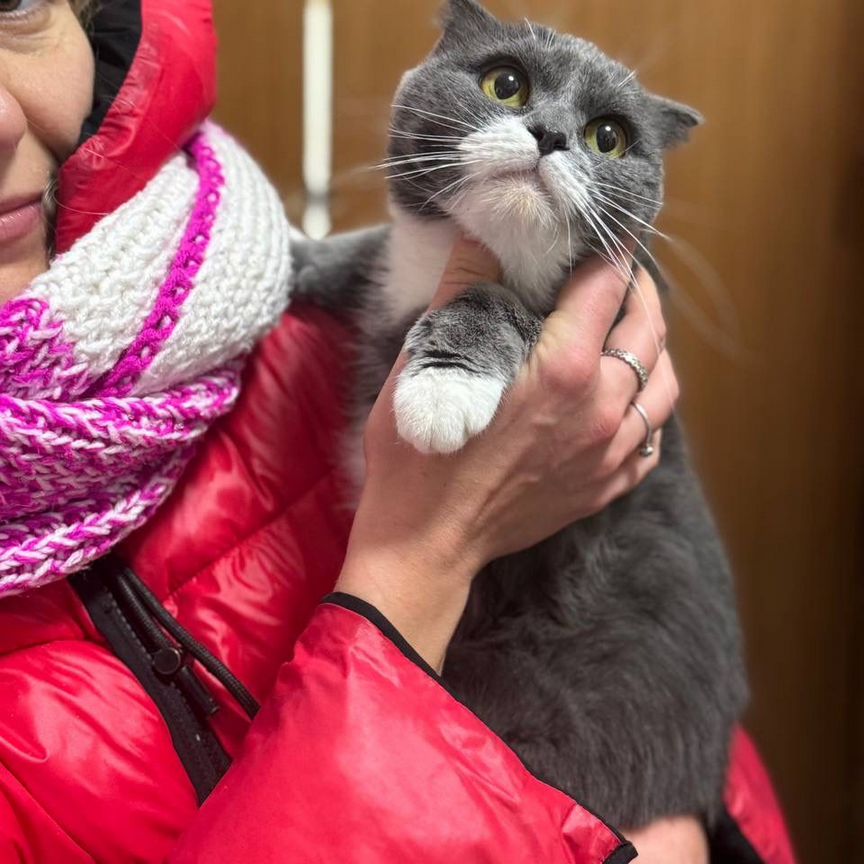 Взрослая, Девочка кошка в добрые руки