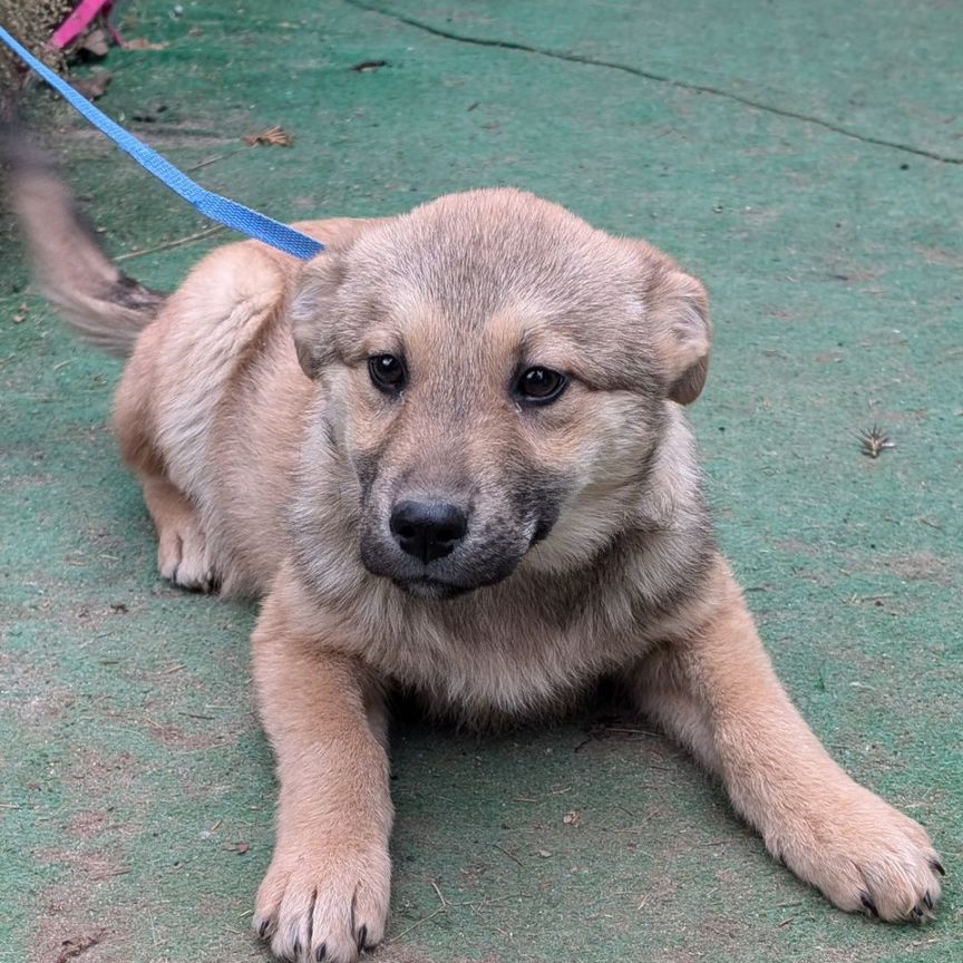 Щенок в добрые руки