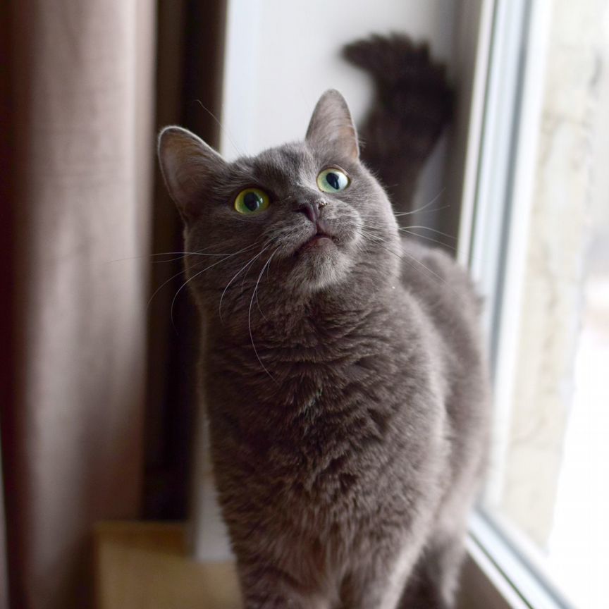 Кошка голубого окраса, серая кошка