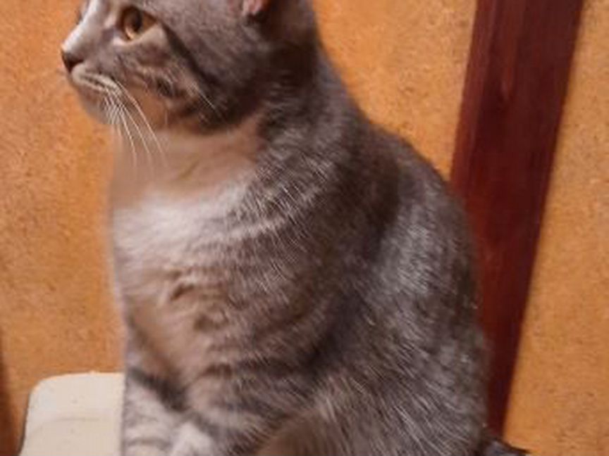 Я - кот, давай дружить