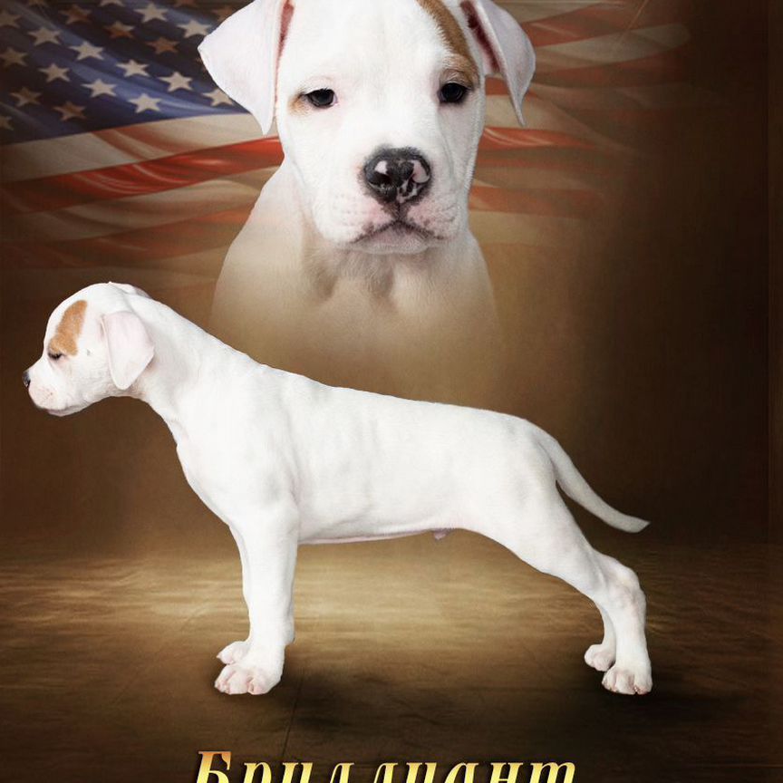 Американский бульдог, щенок