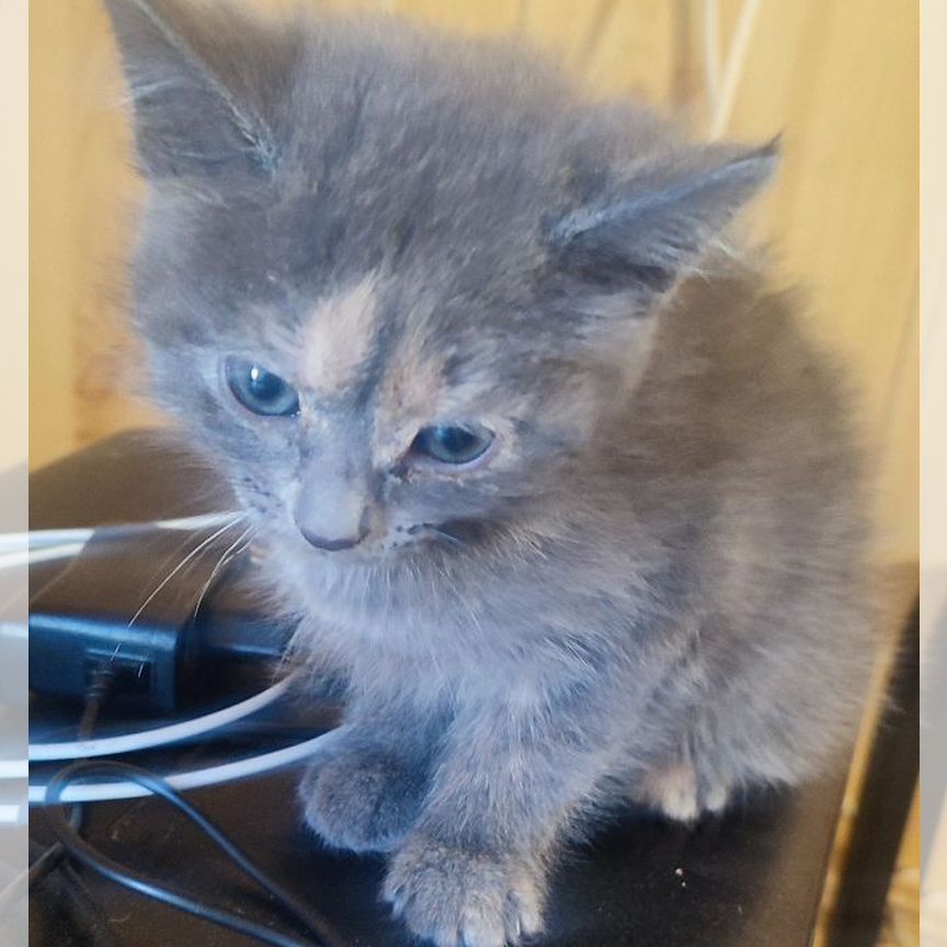 Котёнок в добрые руки