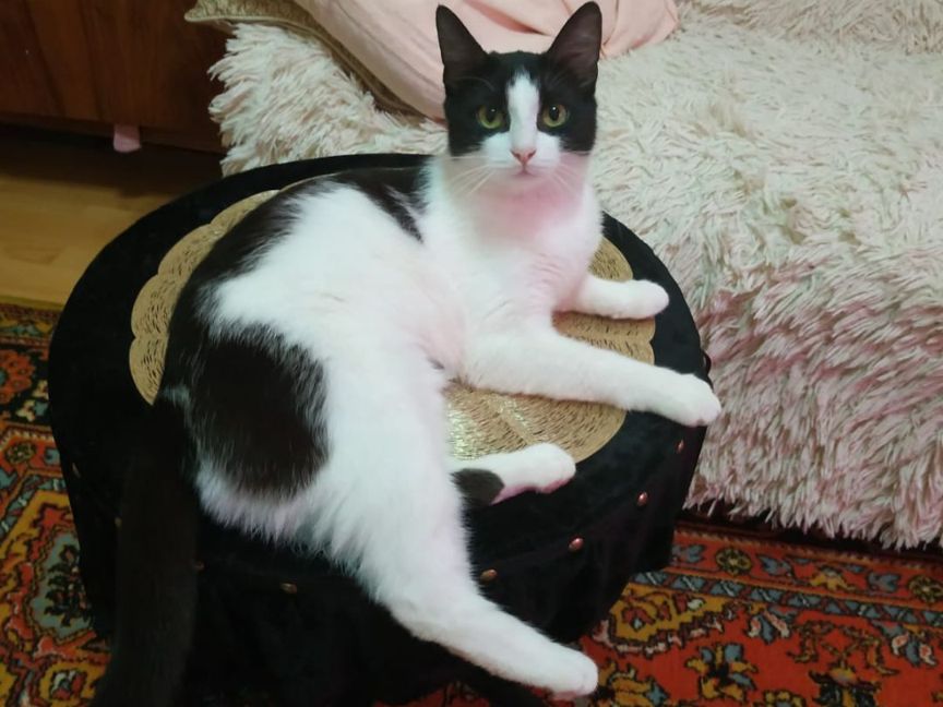 Ласковая кошечка в поисках дома
