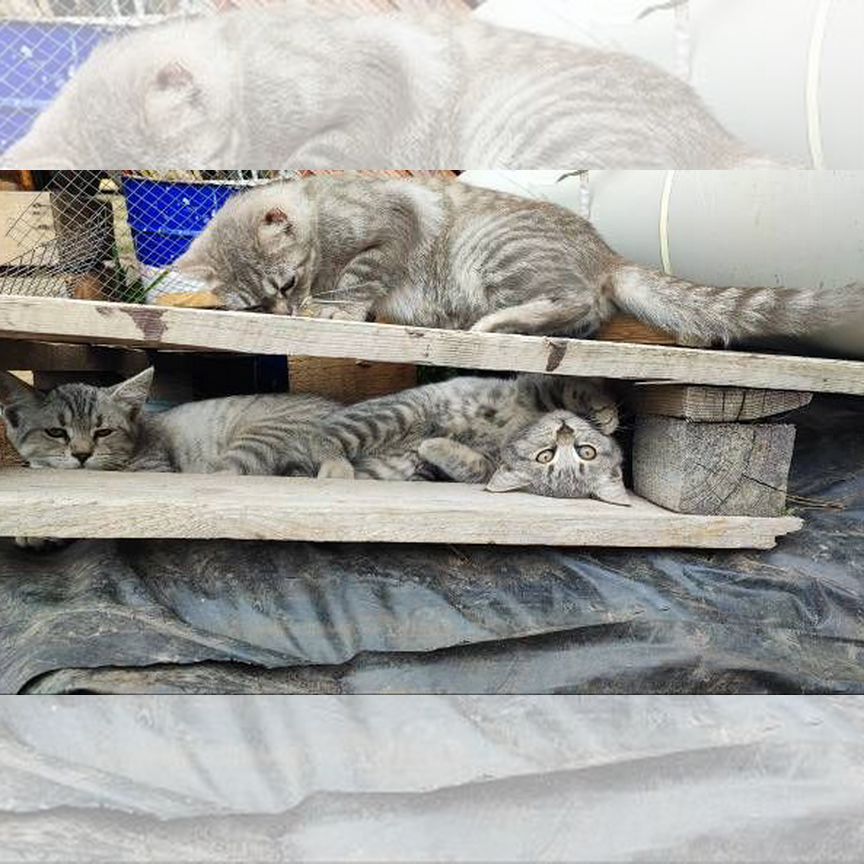 Котята в добрые руки