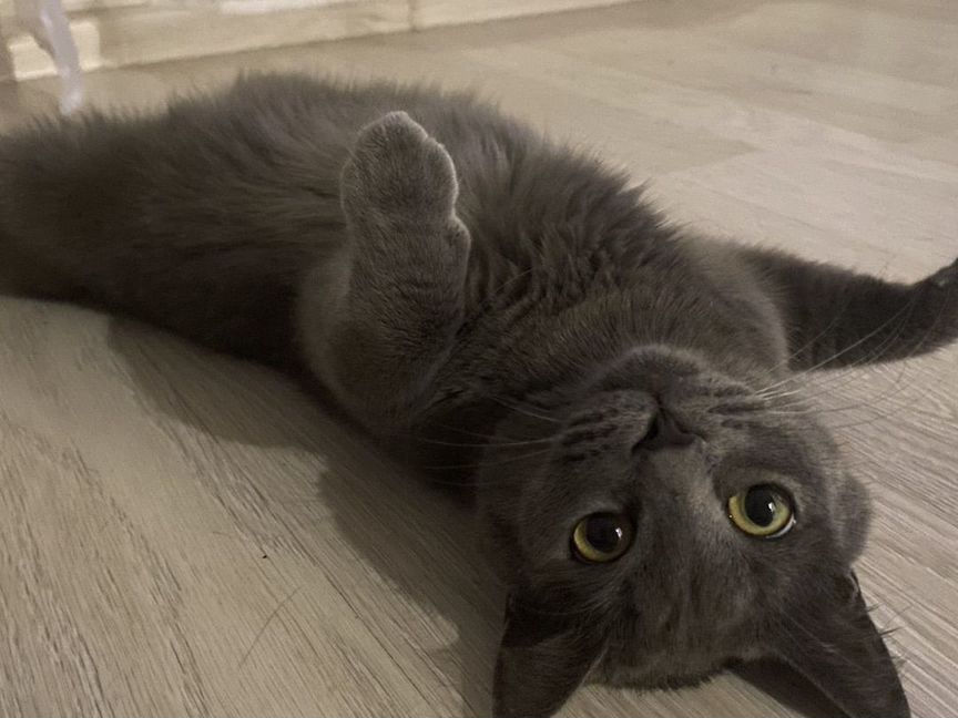 Кошка в добрые руки