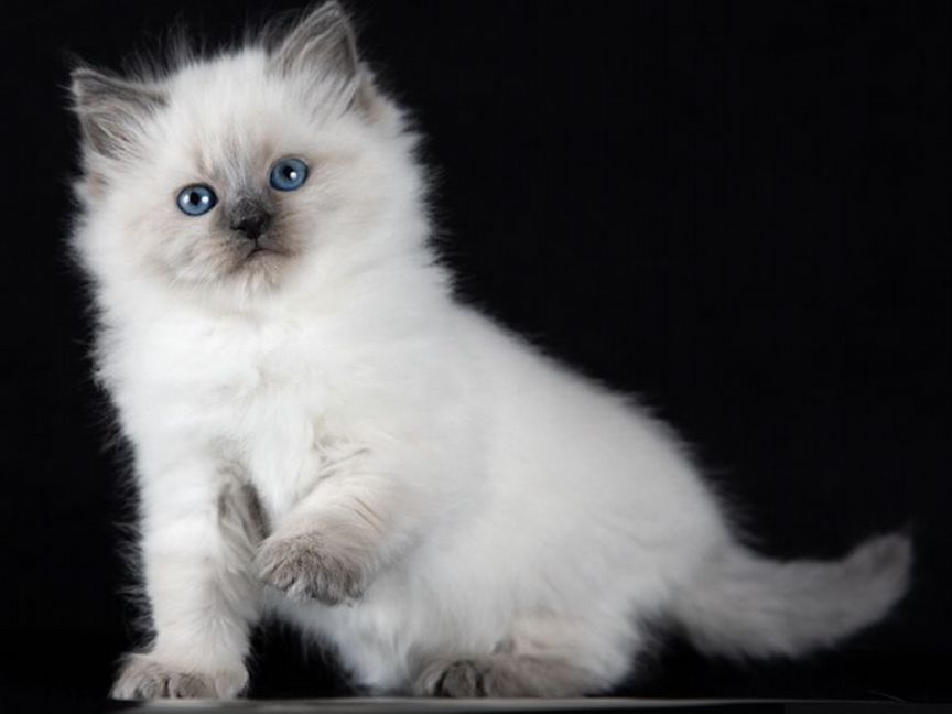 Невская маскарадная