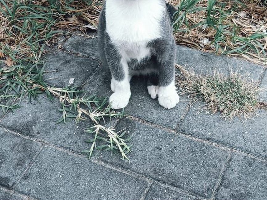 Котенок в добрые руки