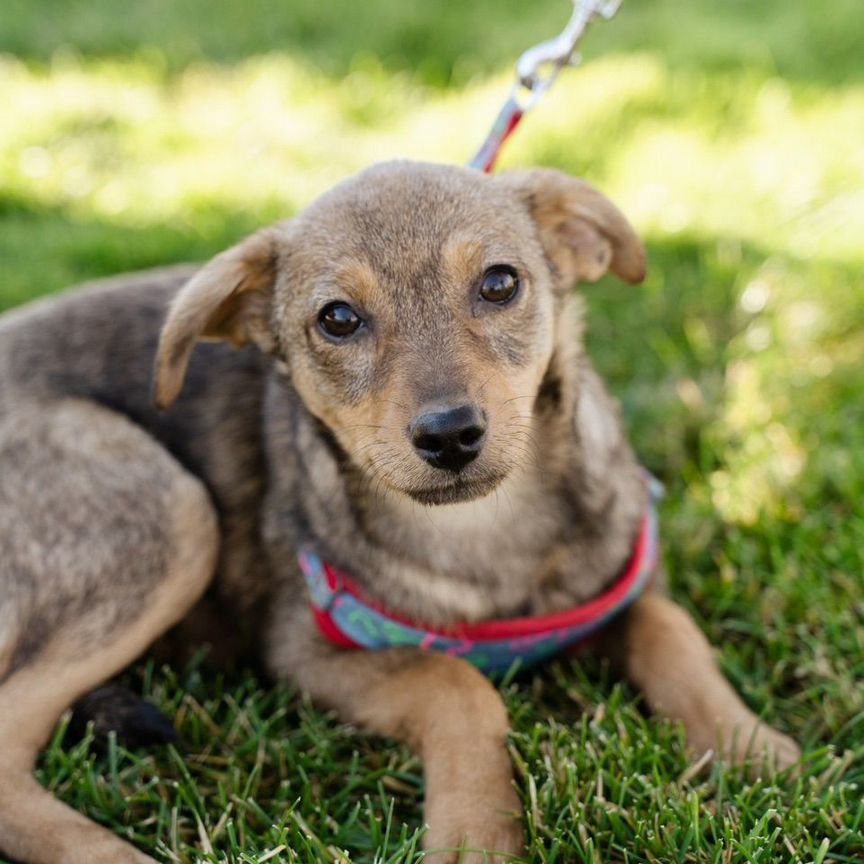 Щенок в добрые руки