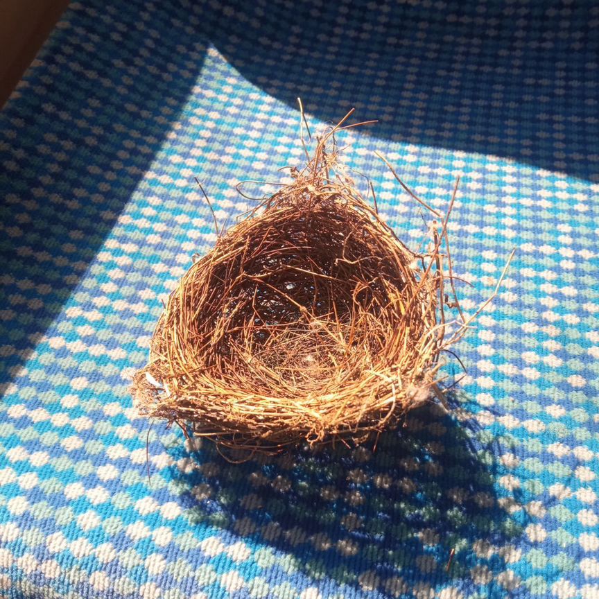 Настоящее птичье гнездо