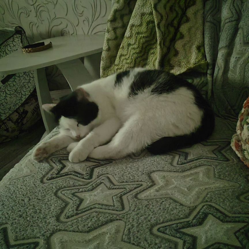 Взрослая, Девочка кошка в добрые руки