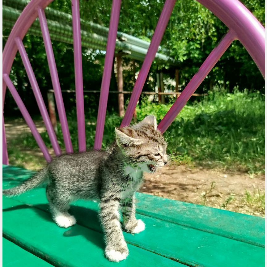 Котенок в добрые руки