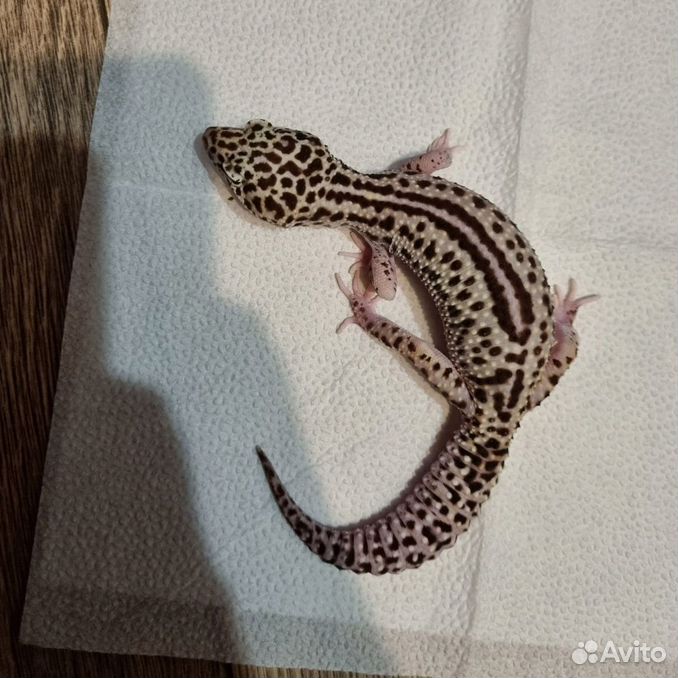 Эублефар Gem Snow Eclipse