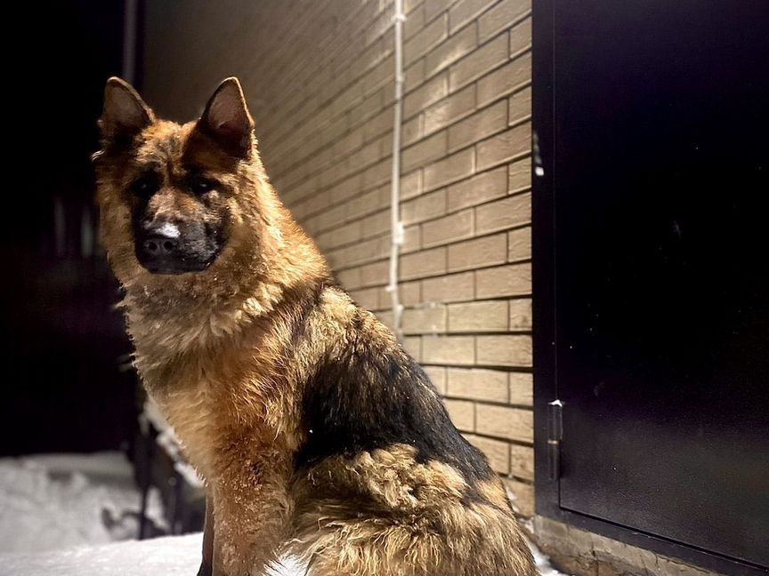 Немецкая овчарка