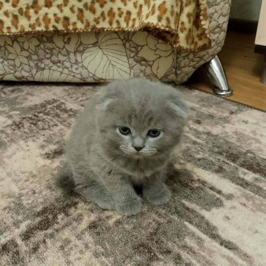 Шотландские котята