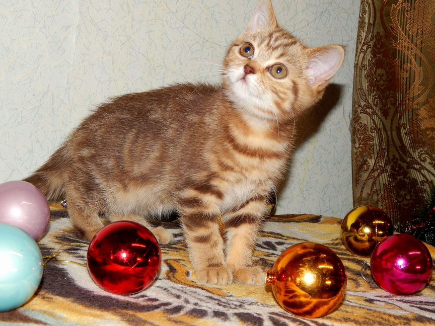 Шотландские котята