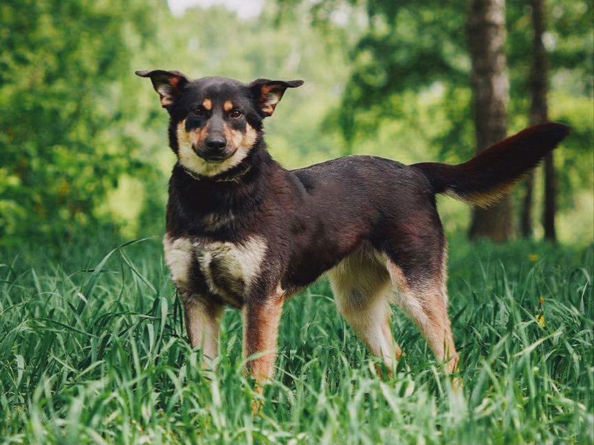 Лайза красавица-собака
