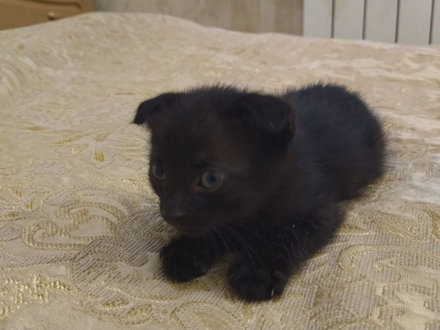 Черный котенок вислоухий