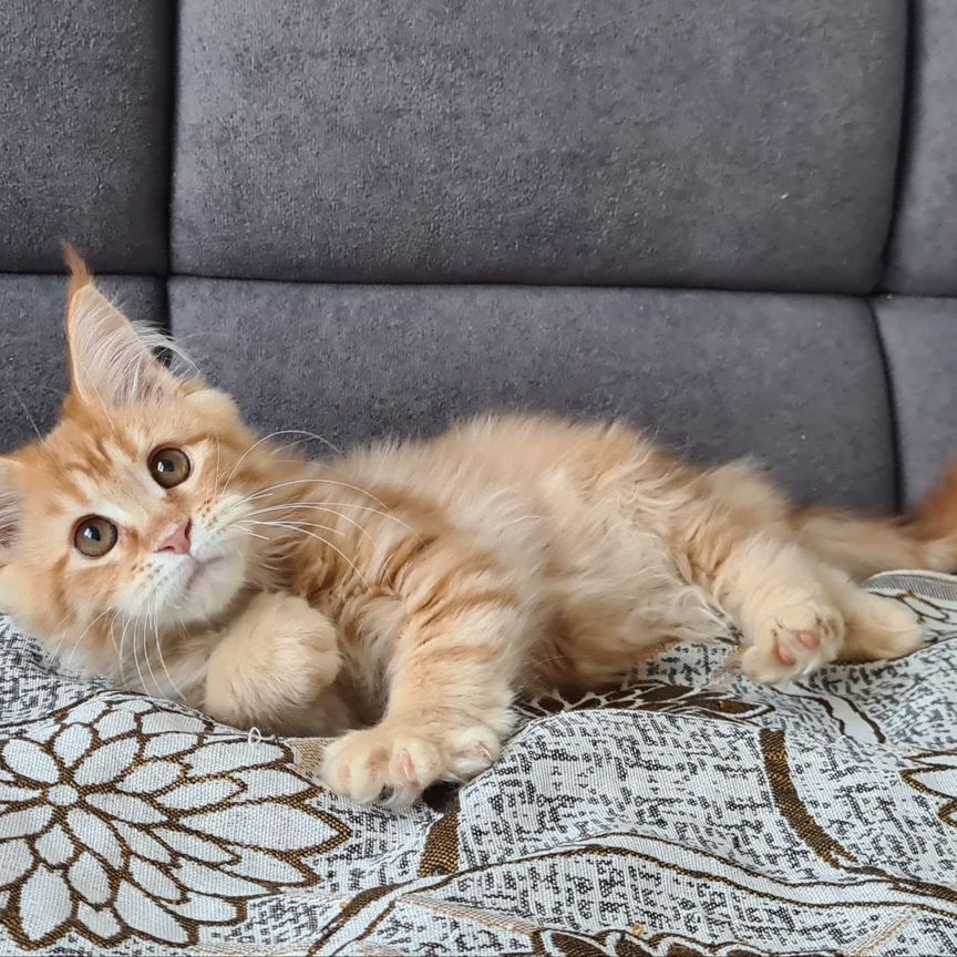 Красавица Fawn, мейн кун