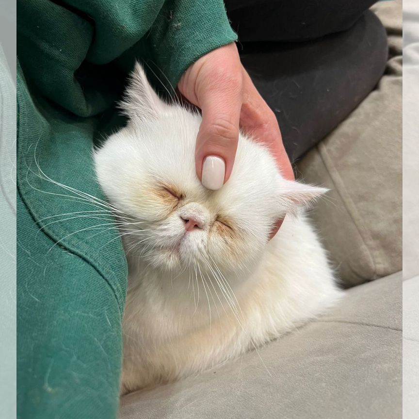 Персидский кот, взрослый