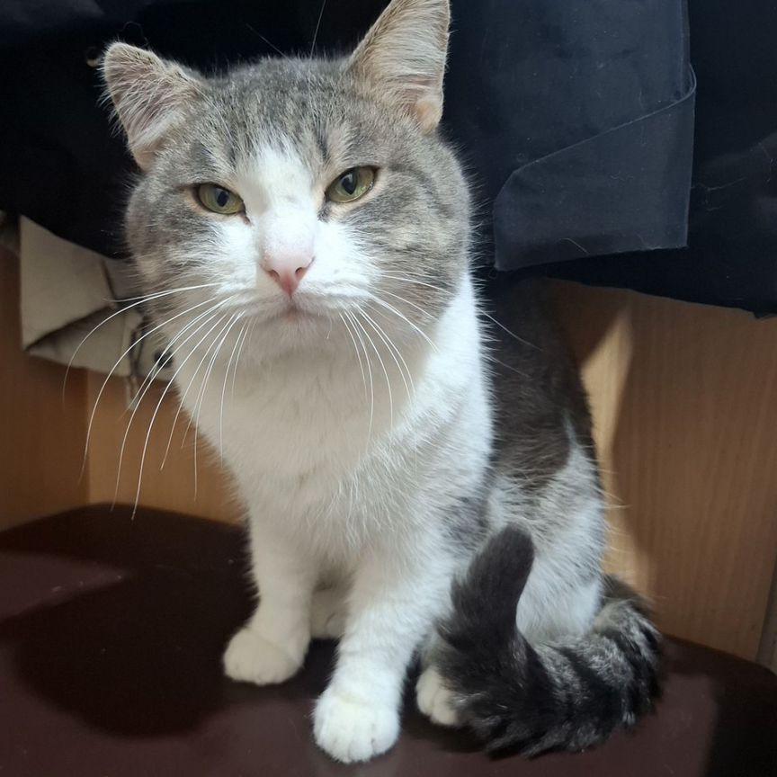 Британский короткошёрстный, взрослый кот