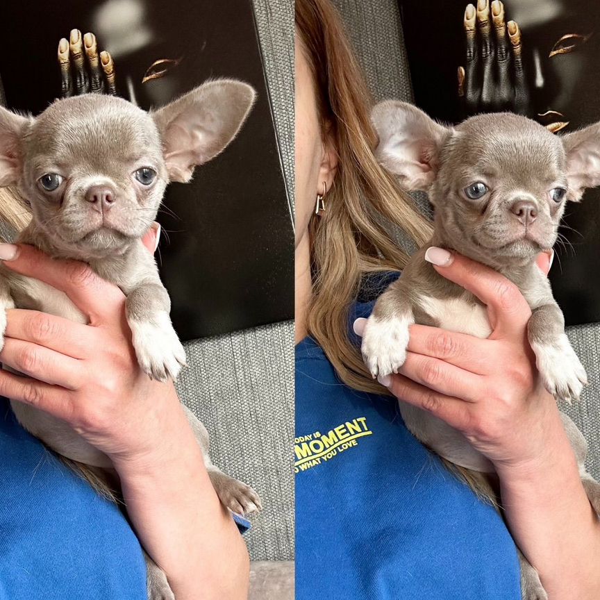 Чихуахуа, щенок