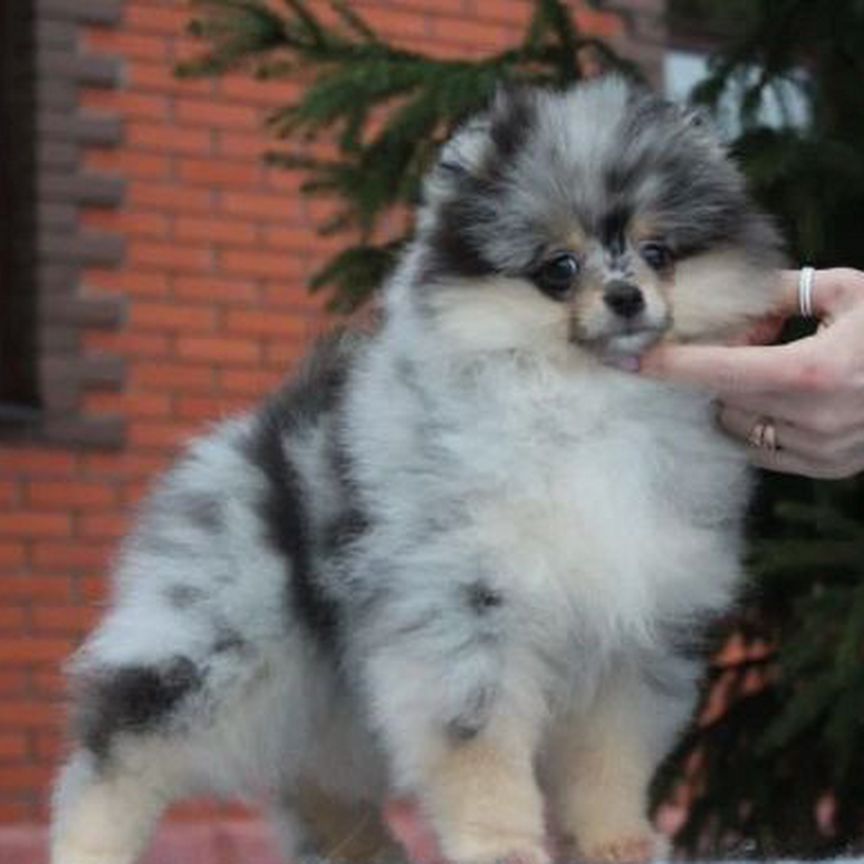 Щенки померанского шпица