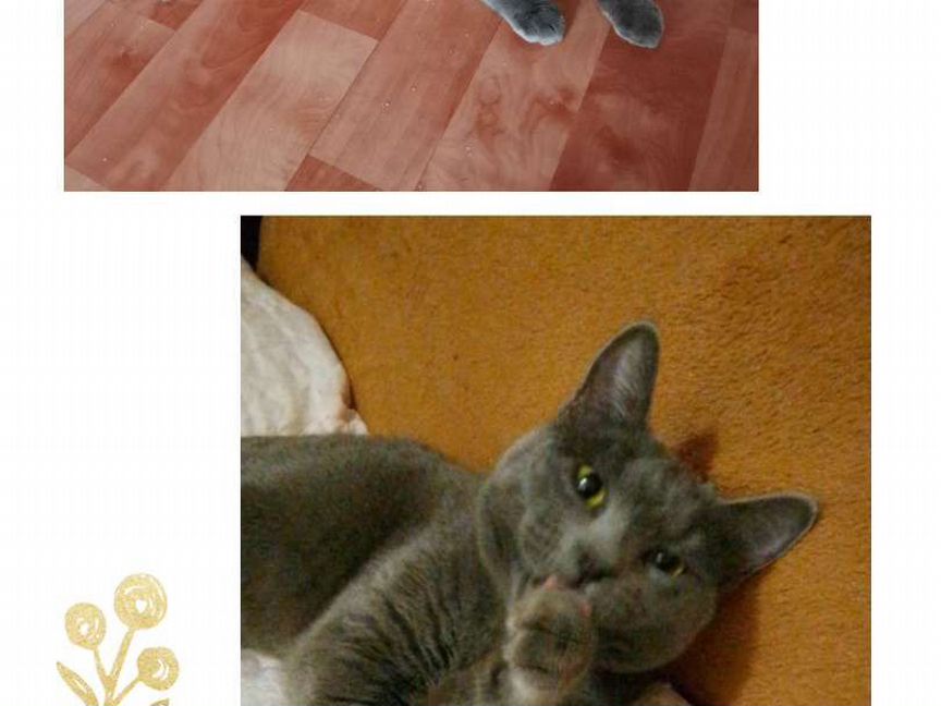 Хорошенький котенок в поисках дома