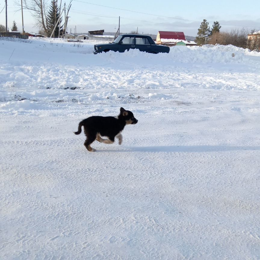 Щенки