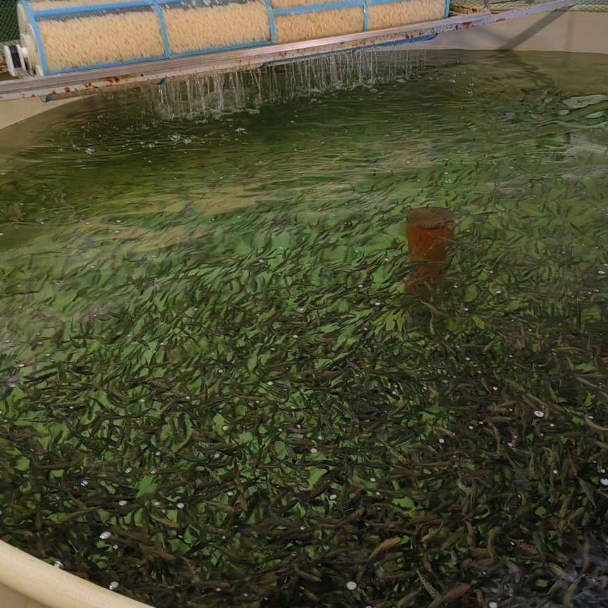 Малек форели