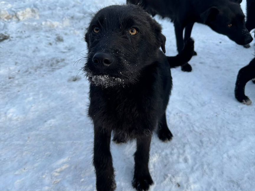 Бородатый щенок на пром зоне. Нужен дом