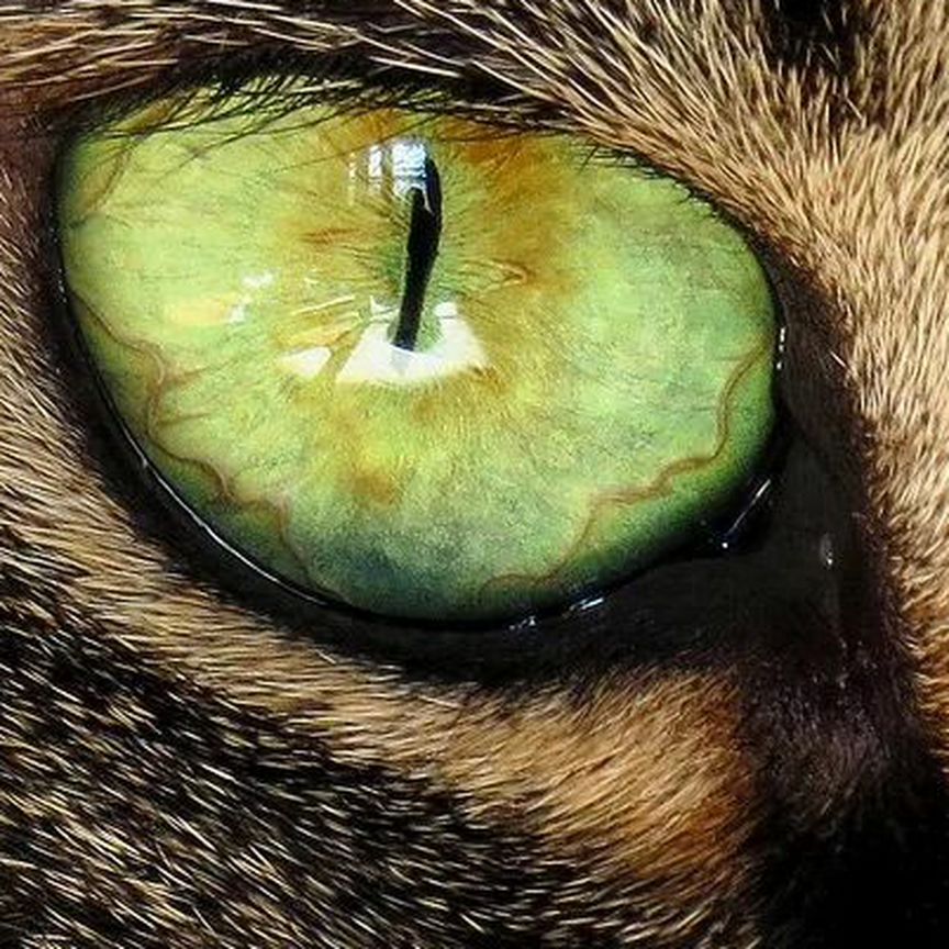 Абиссинский котёнок