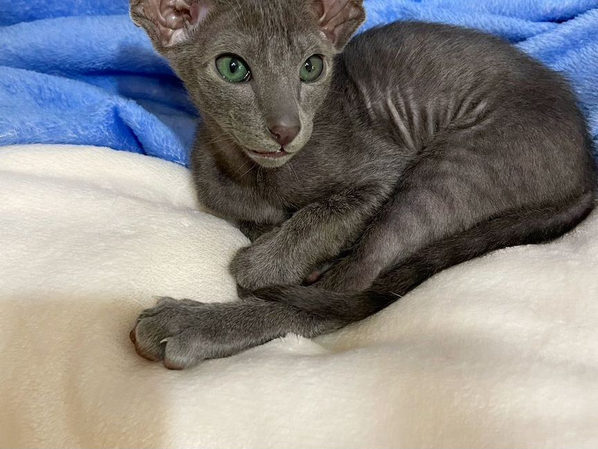 Ориентальный котенок