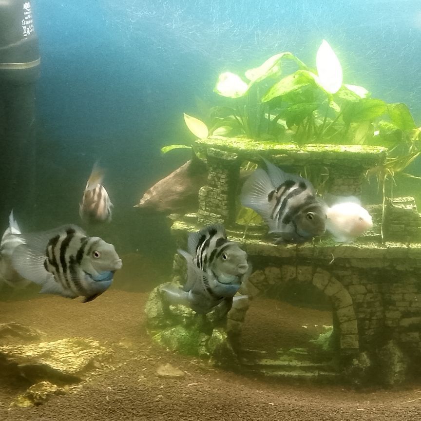 Сапфировый попугай