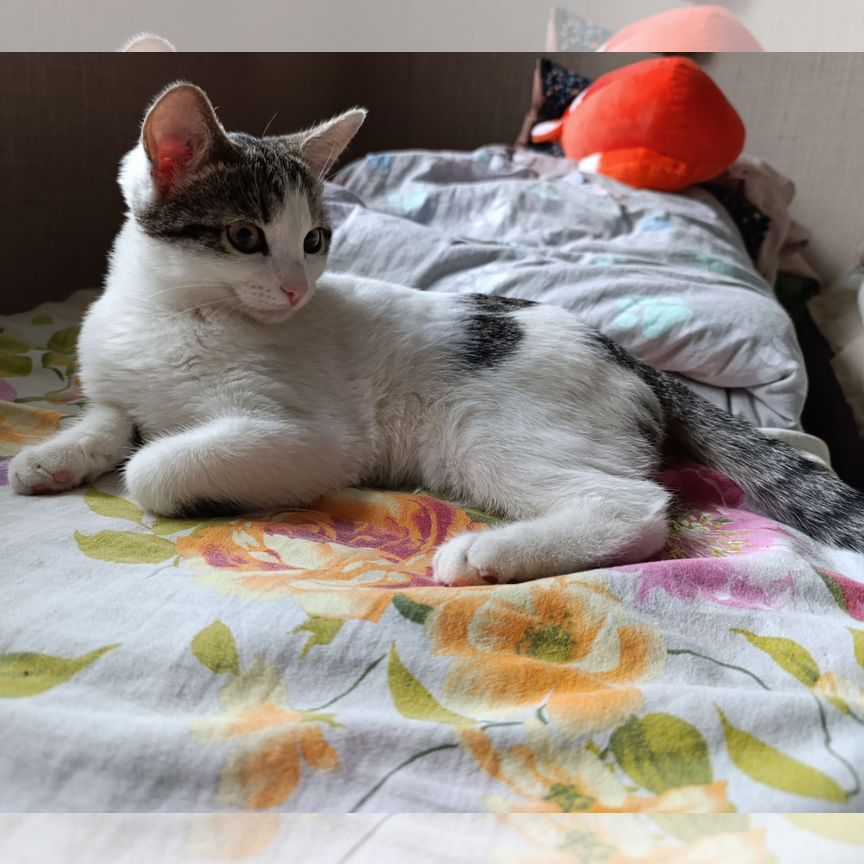 Котёнок в добрые руки
