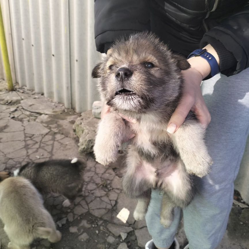 Отдам в добрые руки