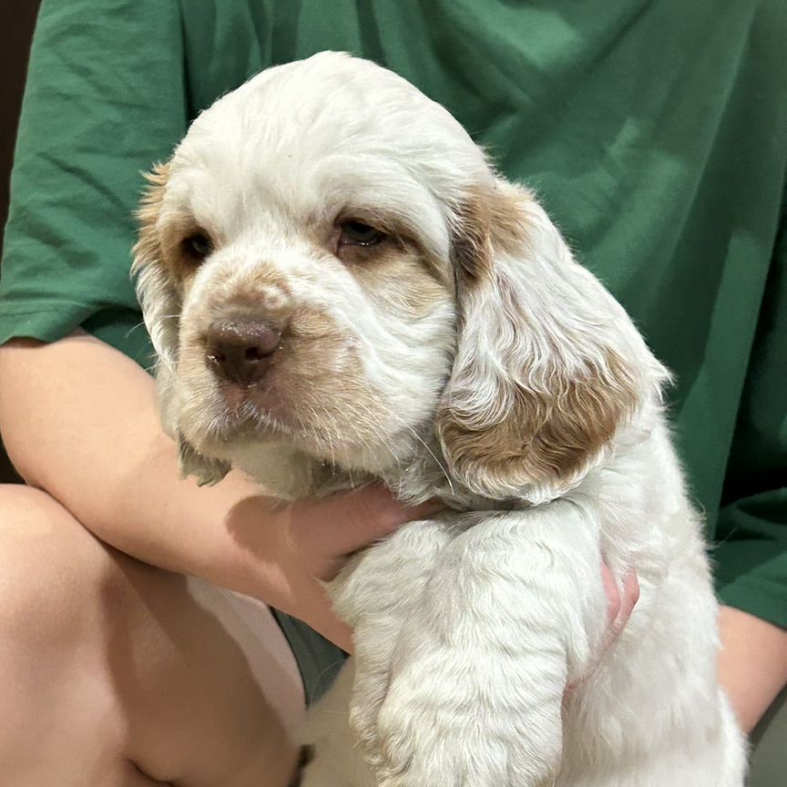 Пломбирчики- кламбирчики