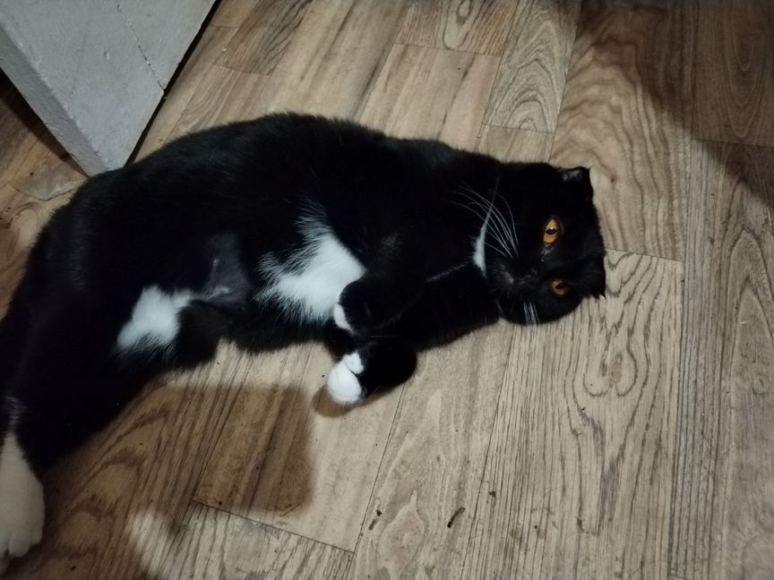 Кошка