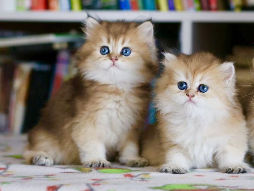 Шикарные Котята блогеры. Золотые шиншиллы