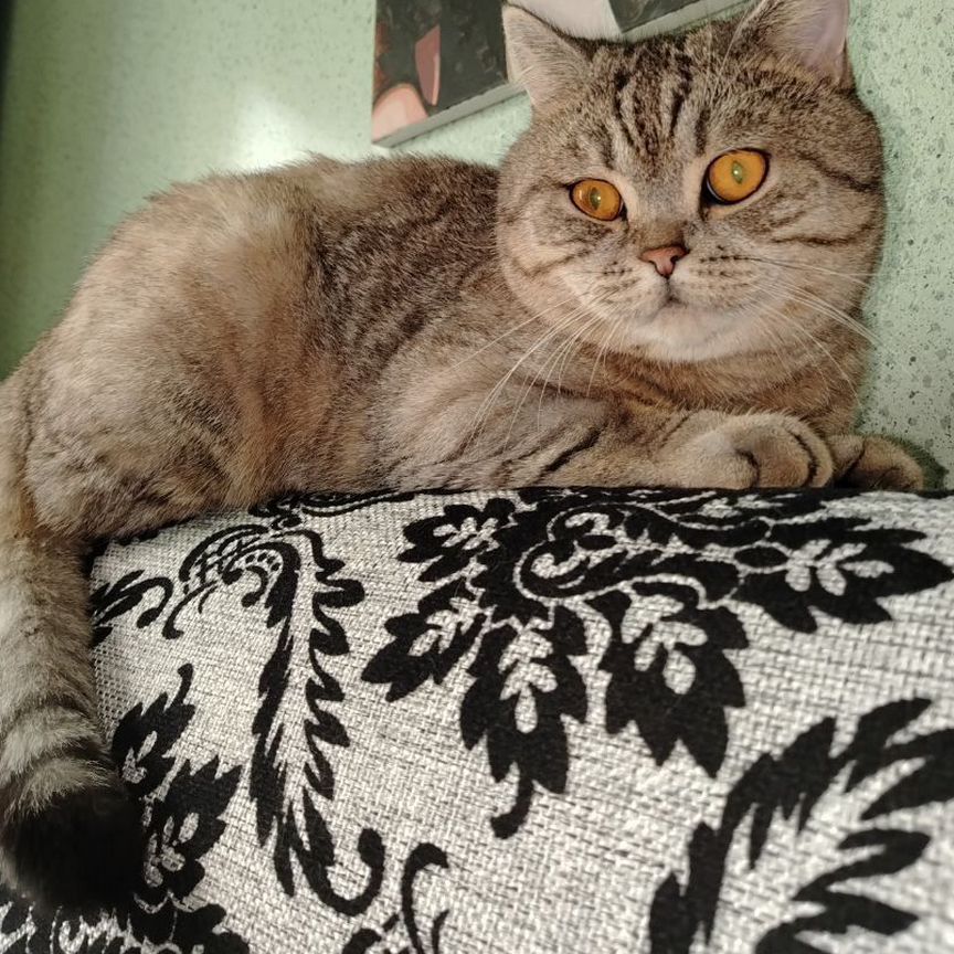 Британский короткошёрстный кот, взрослый