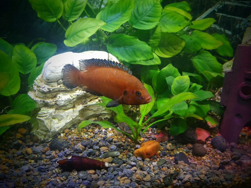 Хемихромис Экзул (Hemichromis exsul)